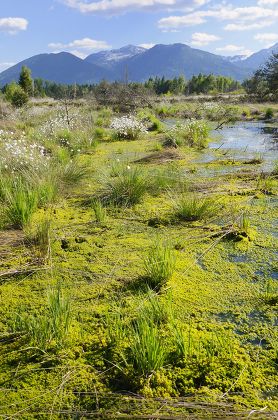 Silted Bog Pond Flowering Harestail Cottongrass Editorial Stock Photo ...