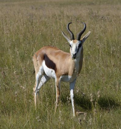 Springbok Antidorcas Marsupialis Mountain Zebra National Editorial ...