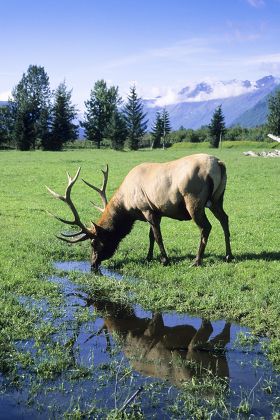 70 Bull pond Stock Pictures, Editorial Images and Stock Photos ...