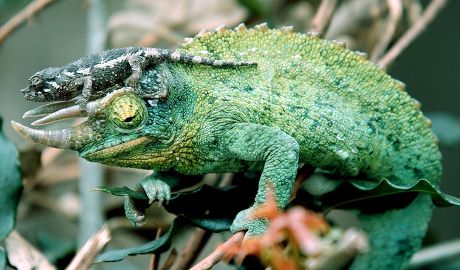 Adult Male Jacksons Chameleon East Africa Editorial Stock Photo - Stock ...