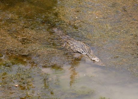 Experts attempt to capture live crocodile discovered in lake, Crete ...