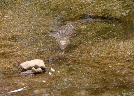 Experts attempt to capture live crocodile discovered in lake, Crete ...