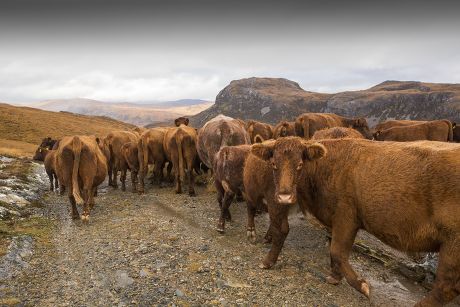 41 Cattle drover Stock Pictures, Editorial Images and Stock Photos ...