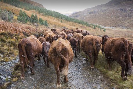 41 Cattle drover Stock Pictures, Editorial Images and Stock Photos ...