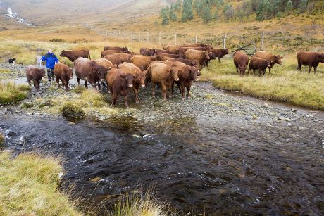 41 Cattle drover Stock Pictures, Editorial Images and Stock Photos ...