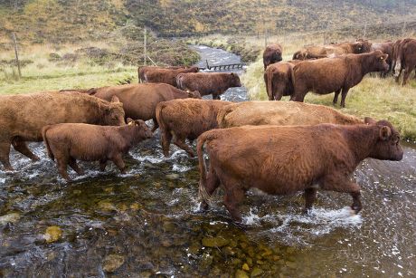 41 Cattle drover Stock Pictures, Editorial Images and Stock Photos ...