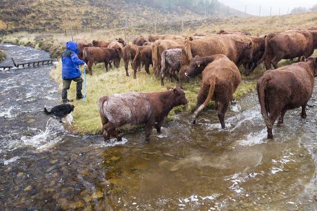 41 Cattle drover Stock Pictures, Editorial Images and Stock Photos ...