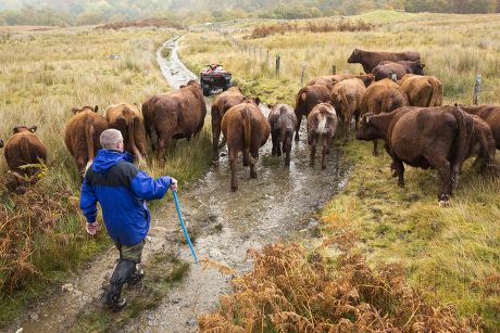 41 Cattle drover Stock Pictures, Editorial Images and Stock Photos ...