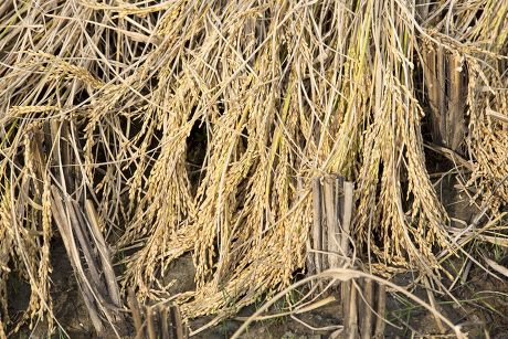 Rice Crops Harvested Ready Collection Rice Editorial Stock Photo ...