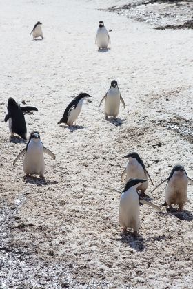 37 Waddle of penguins Stock Pictures, Editorial Images and Stock Photos ...