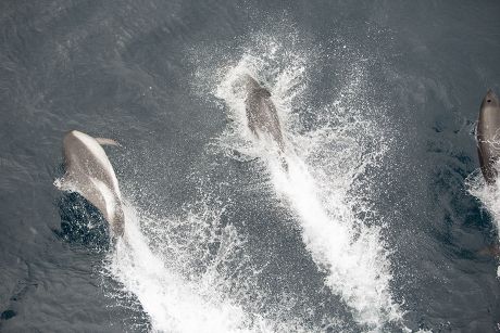 Peales Dolphin Lagenorhynchus Australis Bow Riding Editorial Stock ...