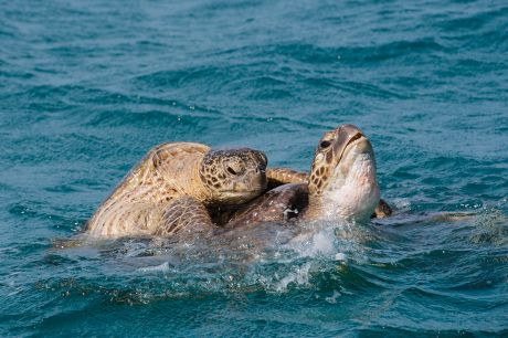 14 Turtle mating Stock Pictures, Editorial Images and Stock Photos ...