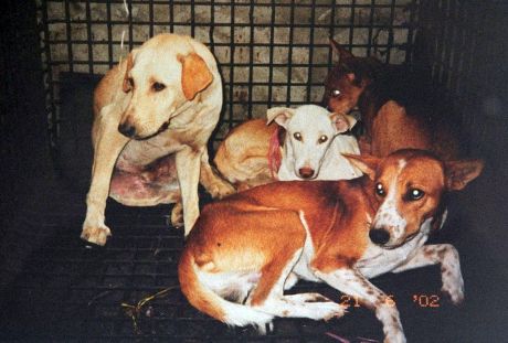 Some Dogs Found During Raid Editorial Stock Photo - Stock Image ...