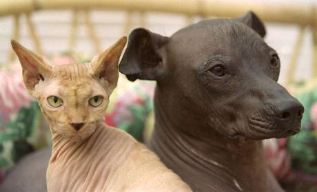__COUNT__ HAIRLESS COMPANIONS ZOLO THE PERUVIAN DOG AND FUR FREE SPHINX ...