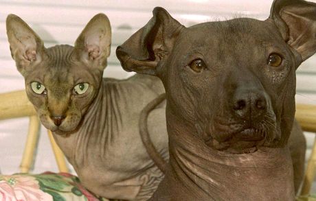 __COUNT__ imágenes de HAIRLESS COMPANIONS ZOLO THE PERUVIAN DOG AND FUR ...
