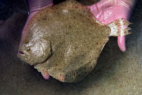 51 Turbot fish Stock Pictures, Editorial Images and Stock Photos ...