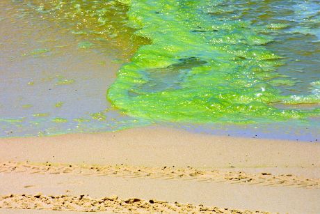 Bright Green Algae Accredited Freak High Editorial Stock Photo - Stock ...