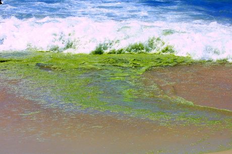 45 Algae deposits Stock Pictures, Editorial Images and Stock Photos ...