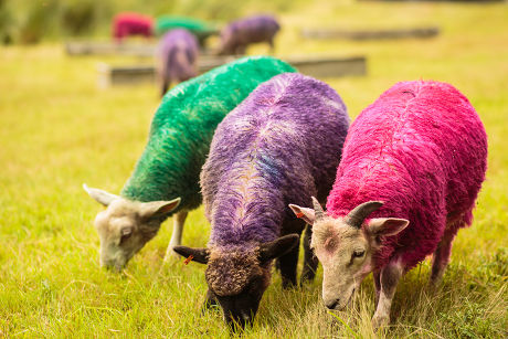 Painted Sheep Editorial Stock Photo - Stock Image | Shutterstock