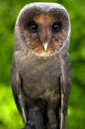 Sooty First Dark Barn Owl Uk Editorial Stock Photo - Stock Image ...