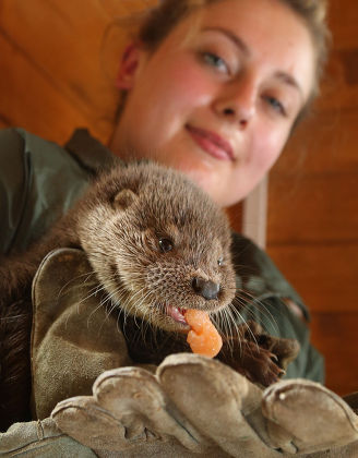 Rescued baby otter hand-reared at the Dartmoor Otter Sanctuary ...