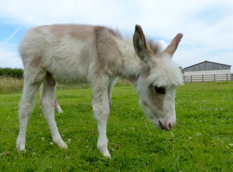 Dinkey Donkey His Mother Summer Editorial Stock Photo - Stock Image ...