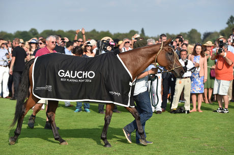 Gauchos Best Playing Pony 2014 Editorial Stock Photo - Stock Image ...