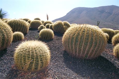 CACTUS PARK Editorial Stock Photo - Stock Image | Shutterstock