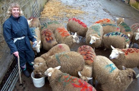 Valeries Sheep Bearing Words Such Gentle Editorial Stock Photo - Stock Image | Shutterstock