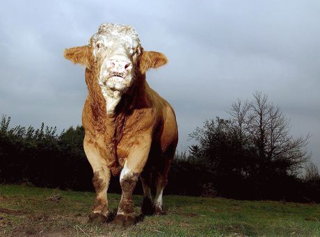 Simmental Bull Editorial Stock Photo - Stock Image | Shutterstock
