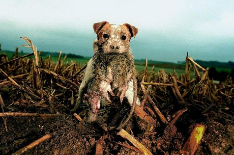 Jack Russell Dead Rat Editorial Stock Photo - Stock Image | Shutterstock