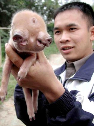 Two Headed Three Eyed Piglet According Editorial Stock Photo - Stock ...