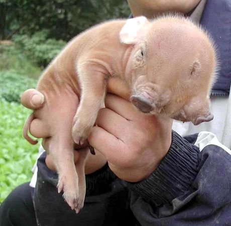 Two Headed Three Eyed Piglet According Editorial Stock Photo - Stock ...