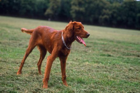 Irish Setter Editorial Stock Photo - Stock Image | Shutterstock