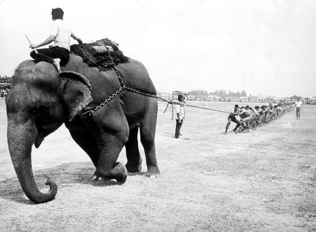Elephant Round Editorial Stock Photo - Stock Image | Shutterstock
