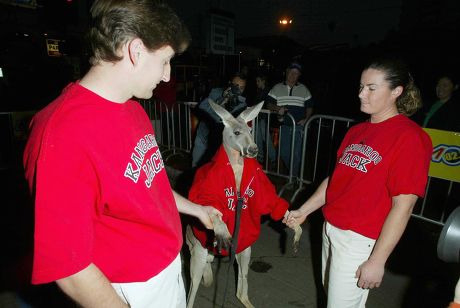 Kangaroo Race Editorial Stock Photo - Stock Image | Shutterstock
