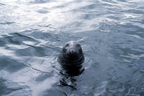 Bull Seal Lerwick Harbour Shetland Islands Editorial Stock Photo ...