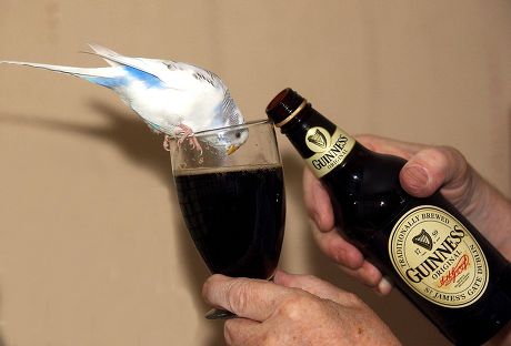 Snowey Guinness Drinking Budgie Gets Into Editorial Stock Photo - Stock ...
