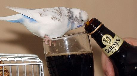 Snowey Guinness Drinking Budgie Gets Into Editorial Stock Photo - Stock ...