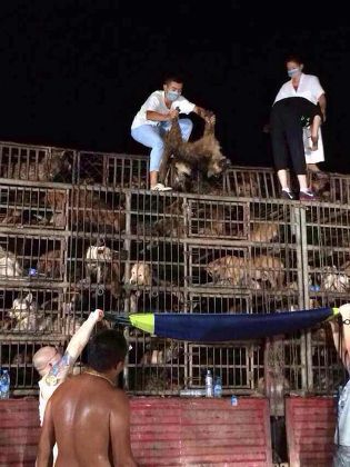 People Unload Caged Dogs Editorial Stock Photo - Stock Image | Shutterstock