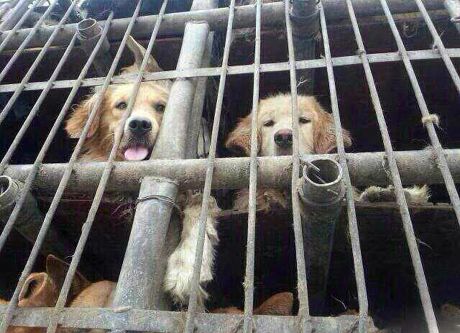 Caged Dogs Editorial Stock Photo - Stock Image | Shutterstock