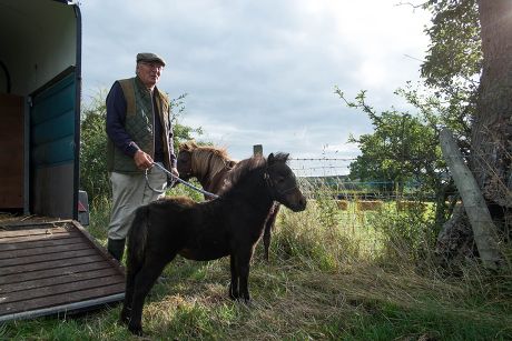 Man Unloads His Miniature Shetland Ponies Editorial Stock Photo - Stock ...