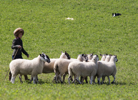 Shepherdess Katy Cropper Taking Part Brace Editorial Stock Photo ...