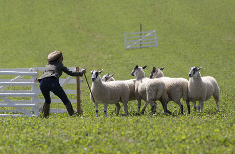Shepherdess Katy Cropper Taking Part Brace Editorial Stock Photo ...