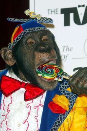 Winner Monkey Jacob Hollywood Animals Designer Editorial Stock Photo ...
