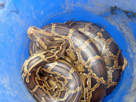 4m Long Python Editorial Stock Photo - Stock Image | Shutterstock