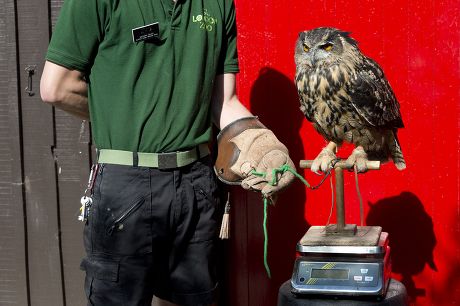 Eagle Owl Named Max Weighing 19 Editorial Stock Photo - Stock Image ...