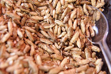 Roasted Crickets Editorial Stock Photo - Stock Image | Shutterstock
