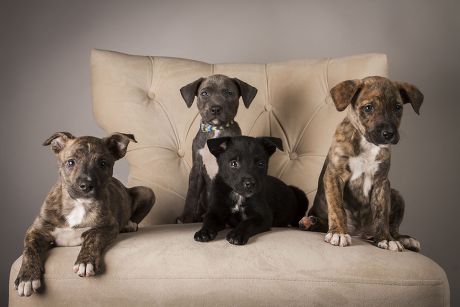 Bea Bear Bindi Reisling 3 Month Editorial Stock Photo - Stock Image ...