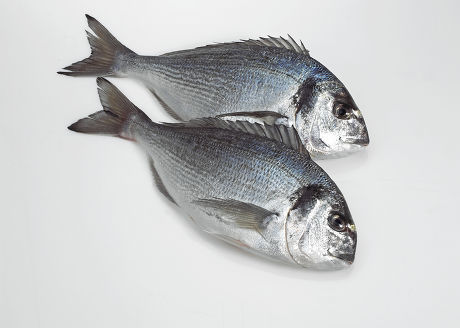 33 Sparus auratus Stock Pictures, Editorial Images and Stock Photos ...